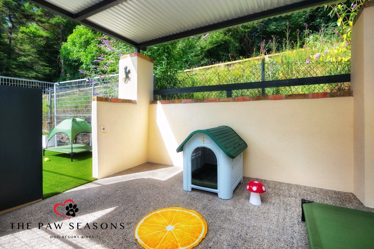 Gallery – The Paw Seasons Dog Resort & Spa
