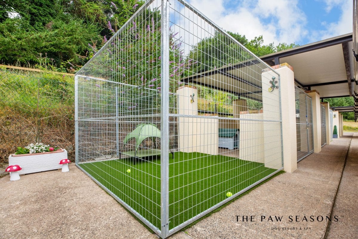 Gallery – The Paw Seasons Dog Resort & Spa