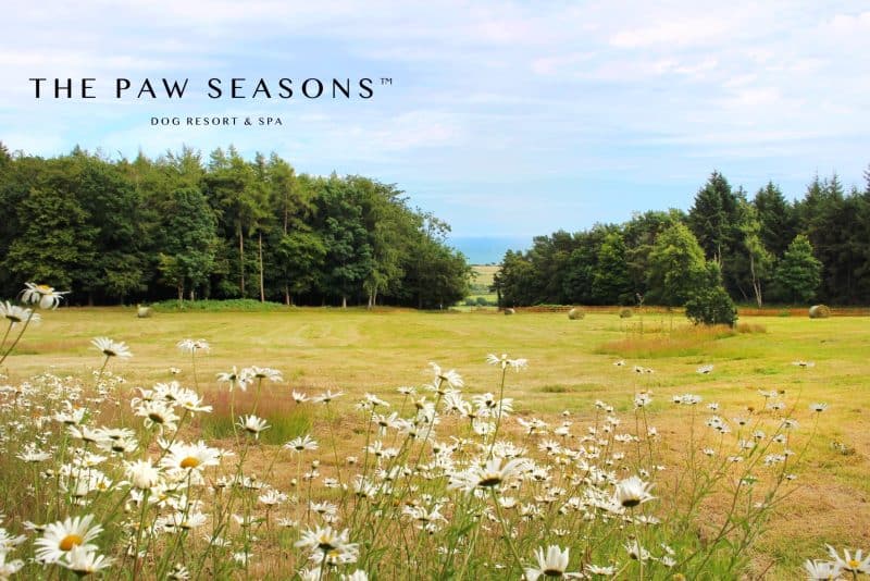 Gallery – The Paw Seasons Dog Resort & Spa
